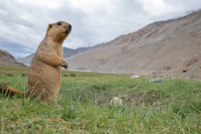 Nepal Traveller | Nepal's most visited website | A website that is ...